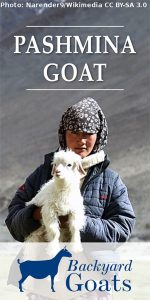 Pashmina Goat Breed Profile - Goat Journal